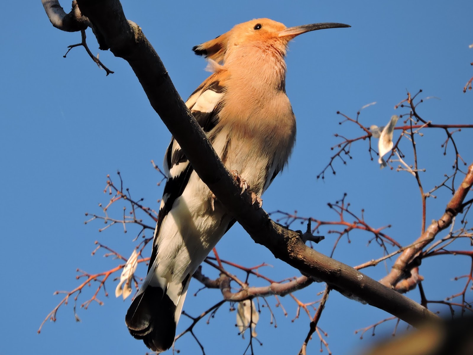 Amantes de la ornitología: Aves urbanas en Madrid