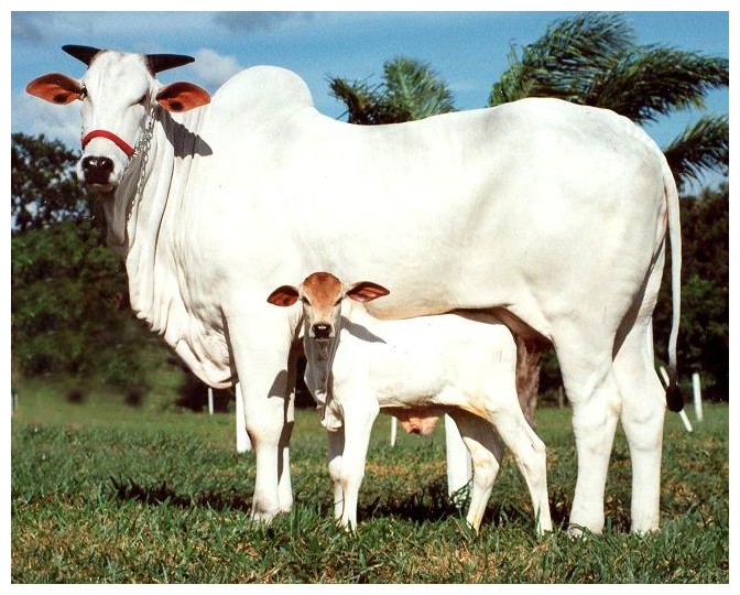 Toros de raza nelore - Imagui