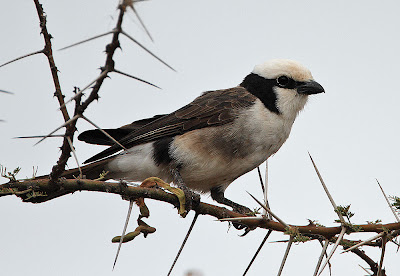 Burung Cendet - Long-Tailed Shrike (Lanius schach) - Ryan Maigan Birds
