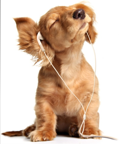 Tierno cachorro escuchando musica