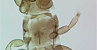 Variety of Life: Merothripidae