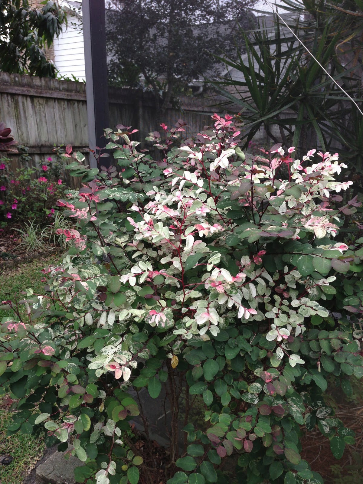 Anita's Garden Corner