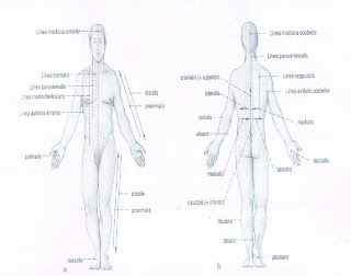 medical student: Garis Orientasi Tubuh dan Region Abdominal