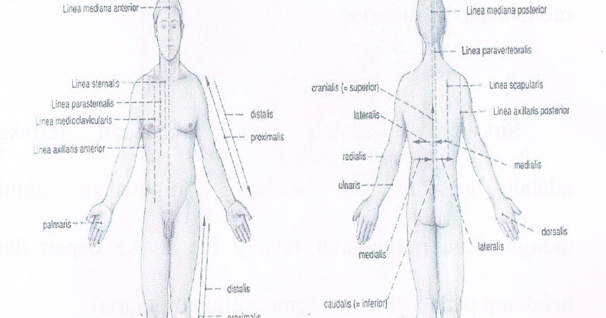 Calon Dokter: Garis Orientasi Tubuh dan Region Abdominal