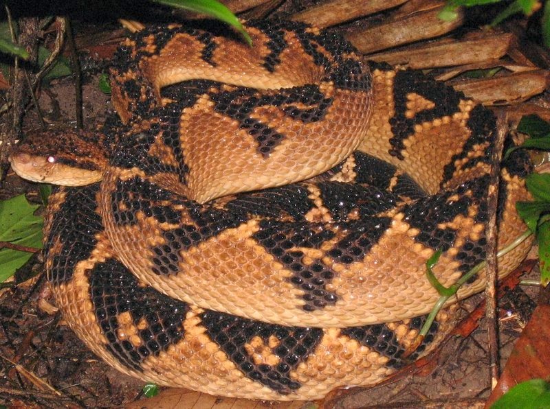 BioMania: Animais Peçonhentos: O que devemos saber sobre serpentes ...