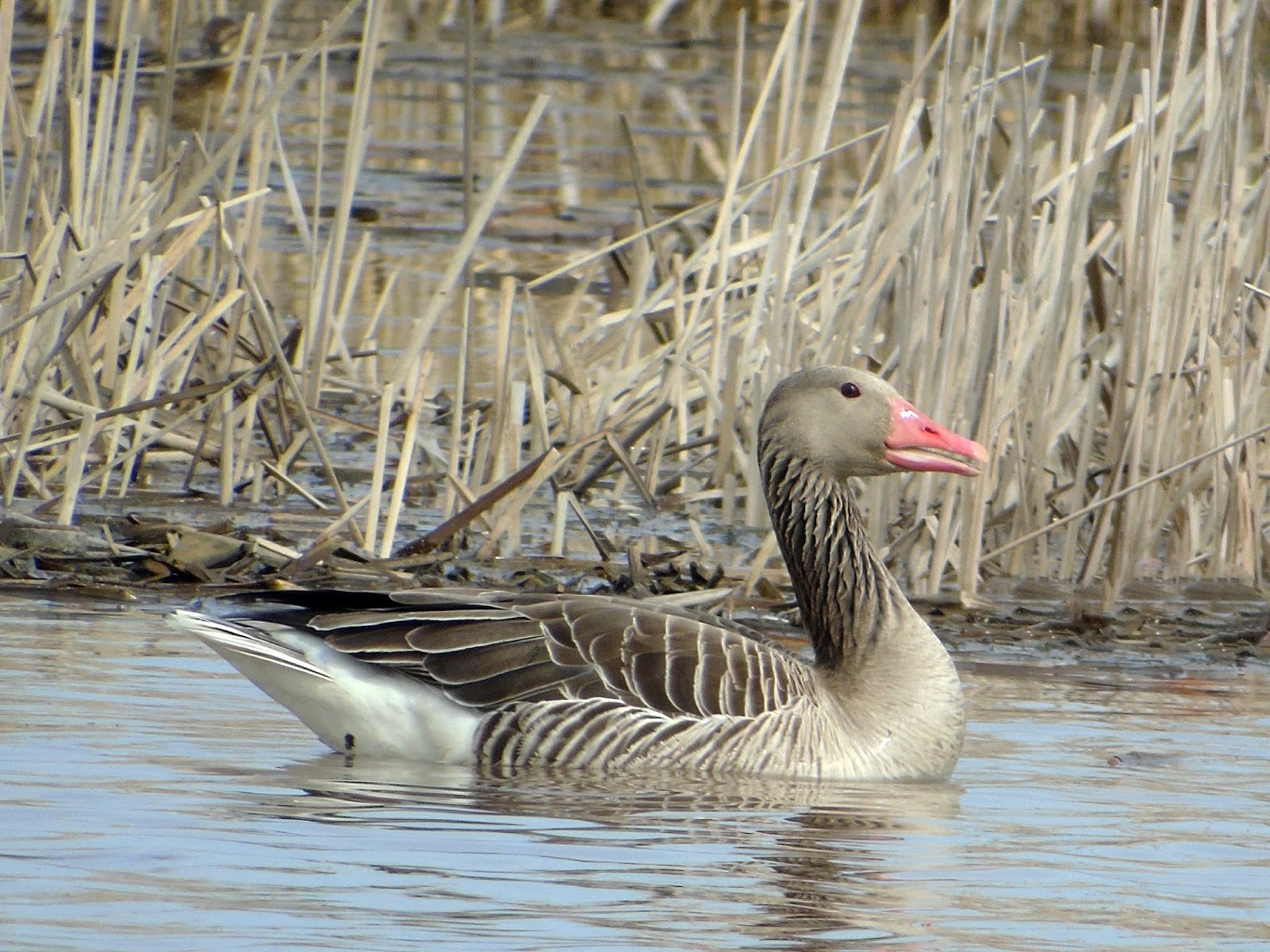 PASARI DIN ROMANIA: GASCA DE VARA, Anser anser