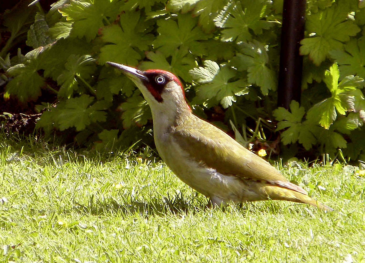 Groen Paradijs: Groene specht (Picus viridis)