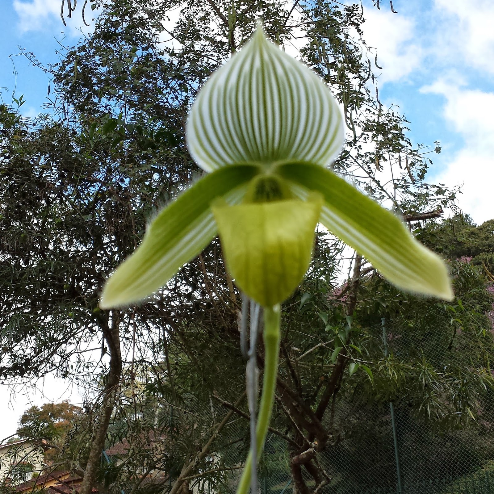 ORQUIDARIO RECREIO : Paphiopedilum maudiae
