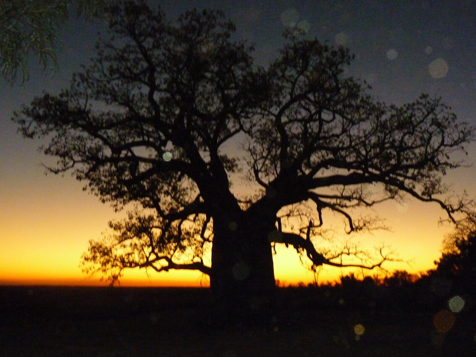 Just Keep on travelling: Spectacular boab tree at sunset