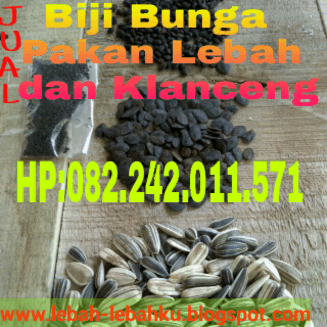 Bunga Randu Primadona Pakan Lebah madu | Ternak Klanceng & Lebah Madu ...