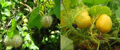 Dunia blogku_aliahdahlia: Cara merebus letup-letup.