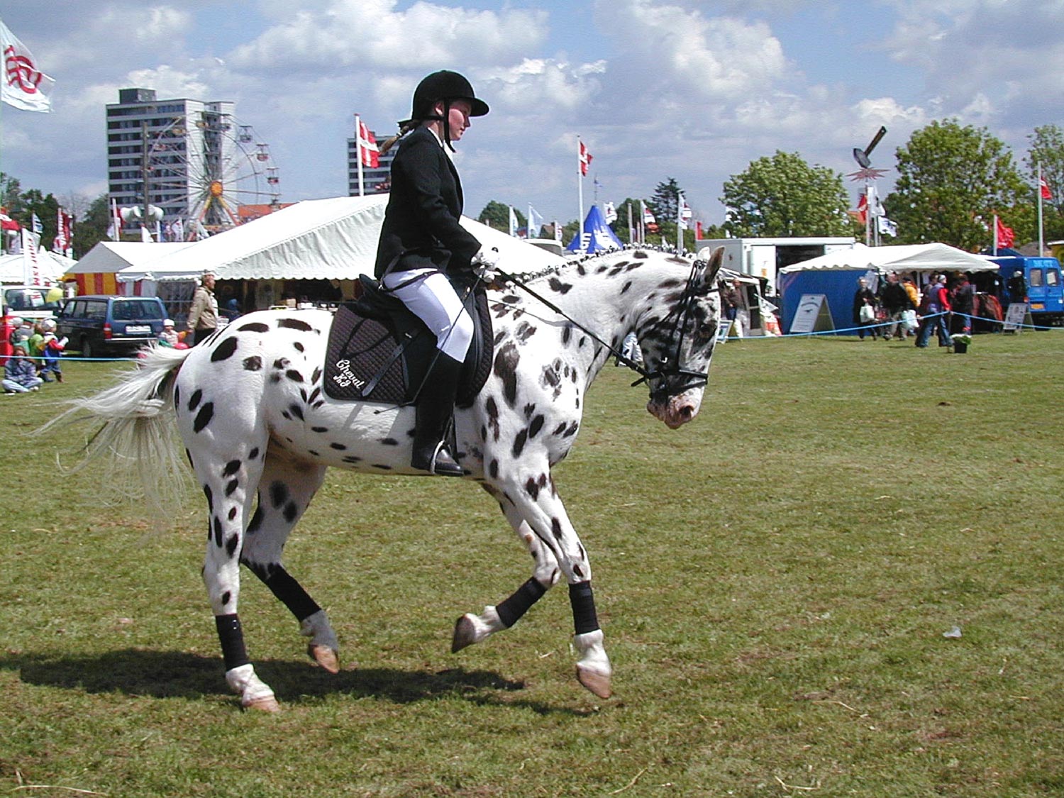 Portret konia...: Knabstrup