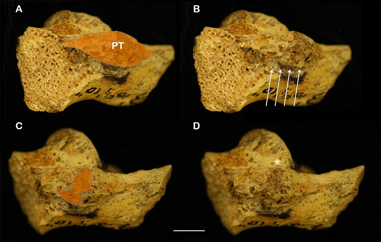 Sciency Thoughts: Australopithecus africanus: Does Sterkfontain ...