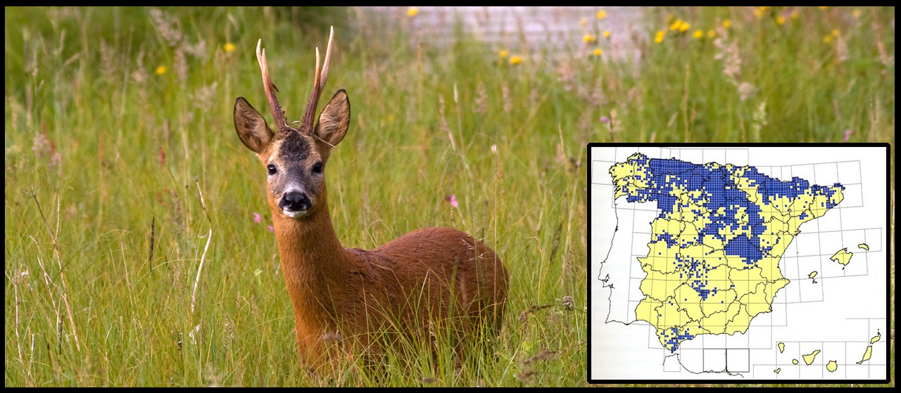 Avesnatura: El Corzo en España.