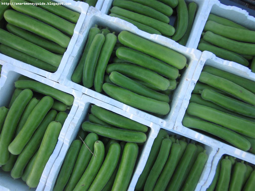 Smart Money Guide: Glasshouse Tomatoes, Long Melons & Zucchini Plants