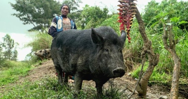 African Swine Fever on the raise in PNG's Upper Highlands - Papua New ...