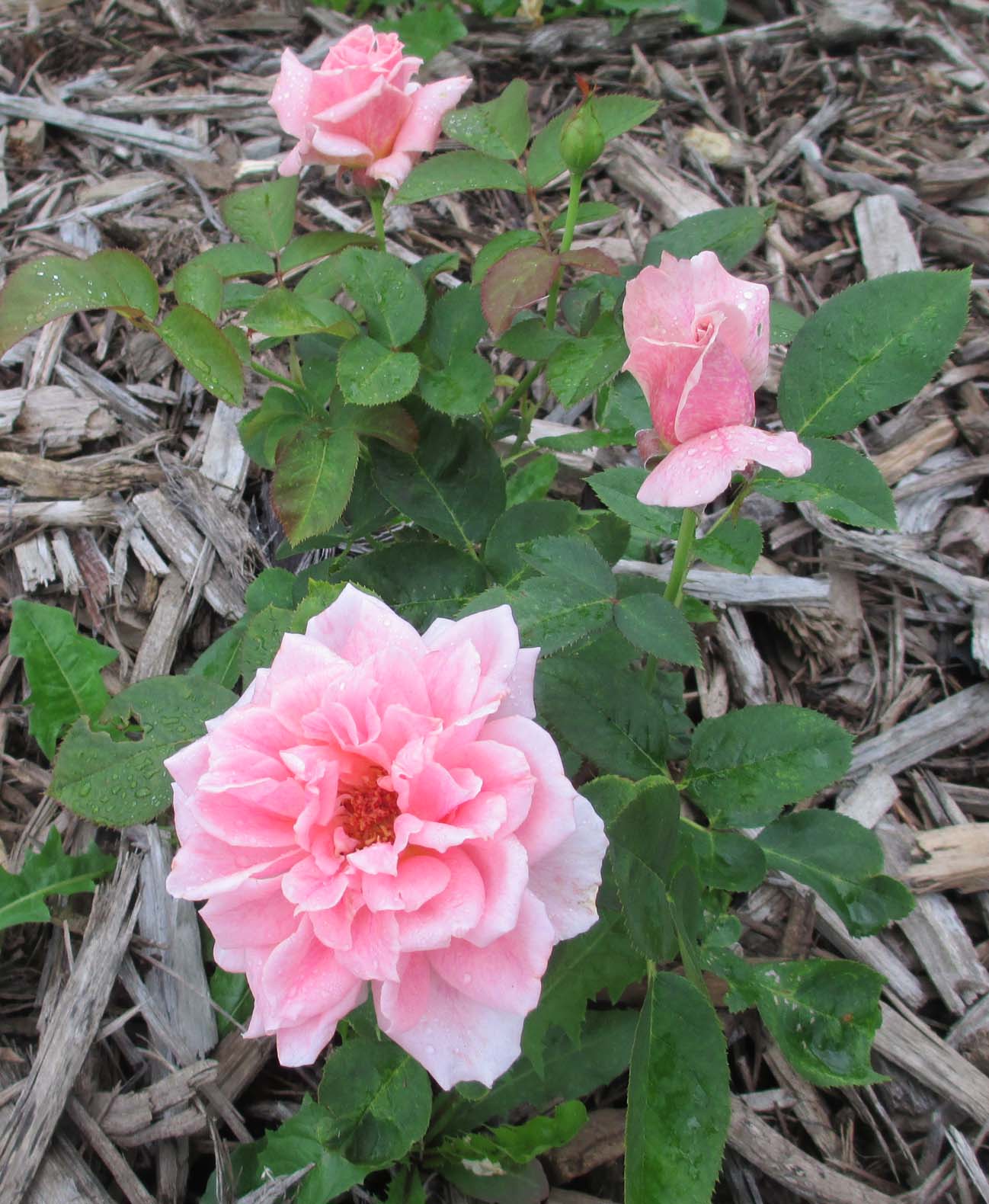 Garden Fancy: The Gloriousness of High Summer