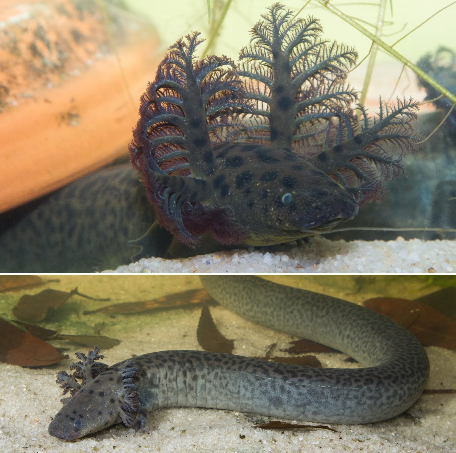 Species New to Science: [Herpetology • 2018] Siren reticulata ...