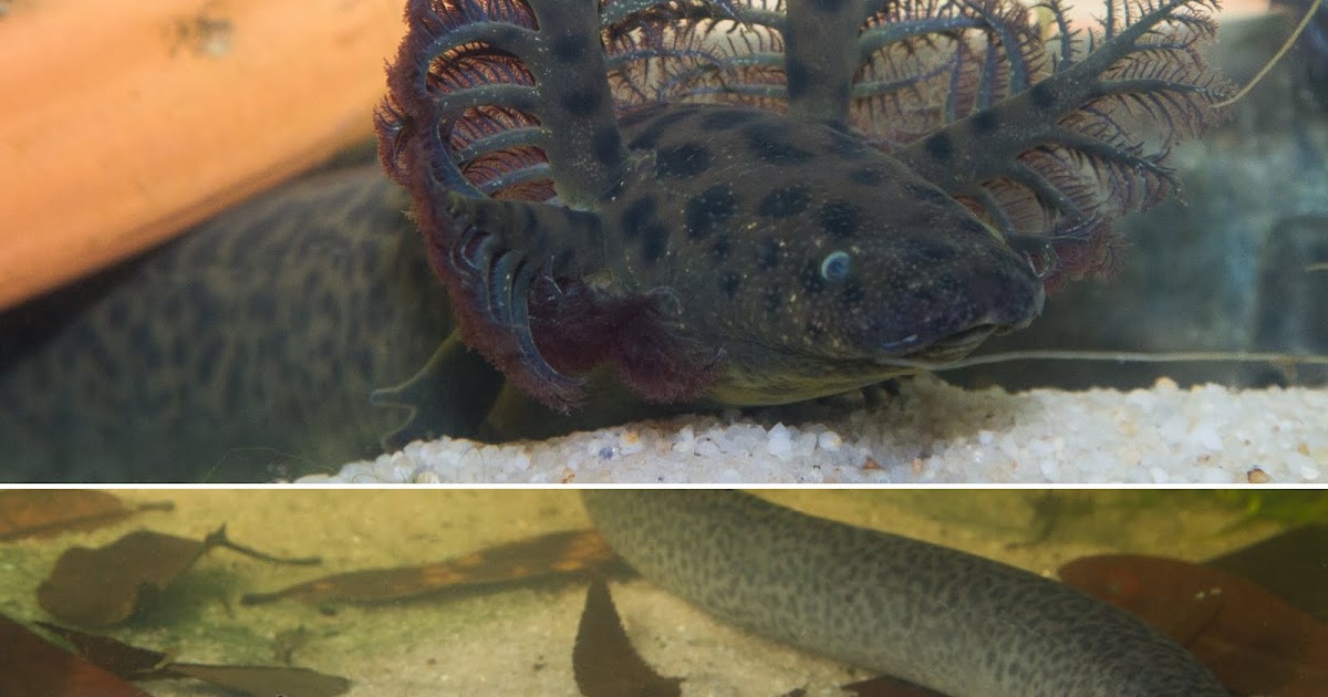 Species New to Science: [Herpetology • 2018] Siren reticulata ...