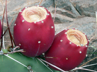 Nopal Cactus