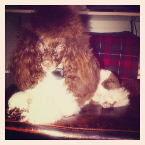 Huxtable The Poodle | Toy Poodle Blog | Parti Poodle: Dapper Dog: Fancy ...