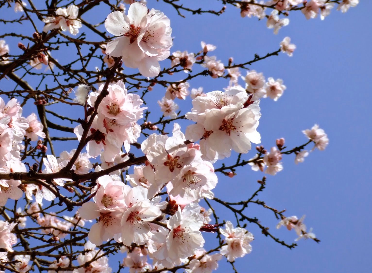 100 Ro: ღ Bună dimineata soare ღ