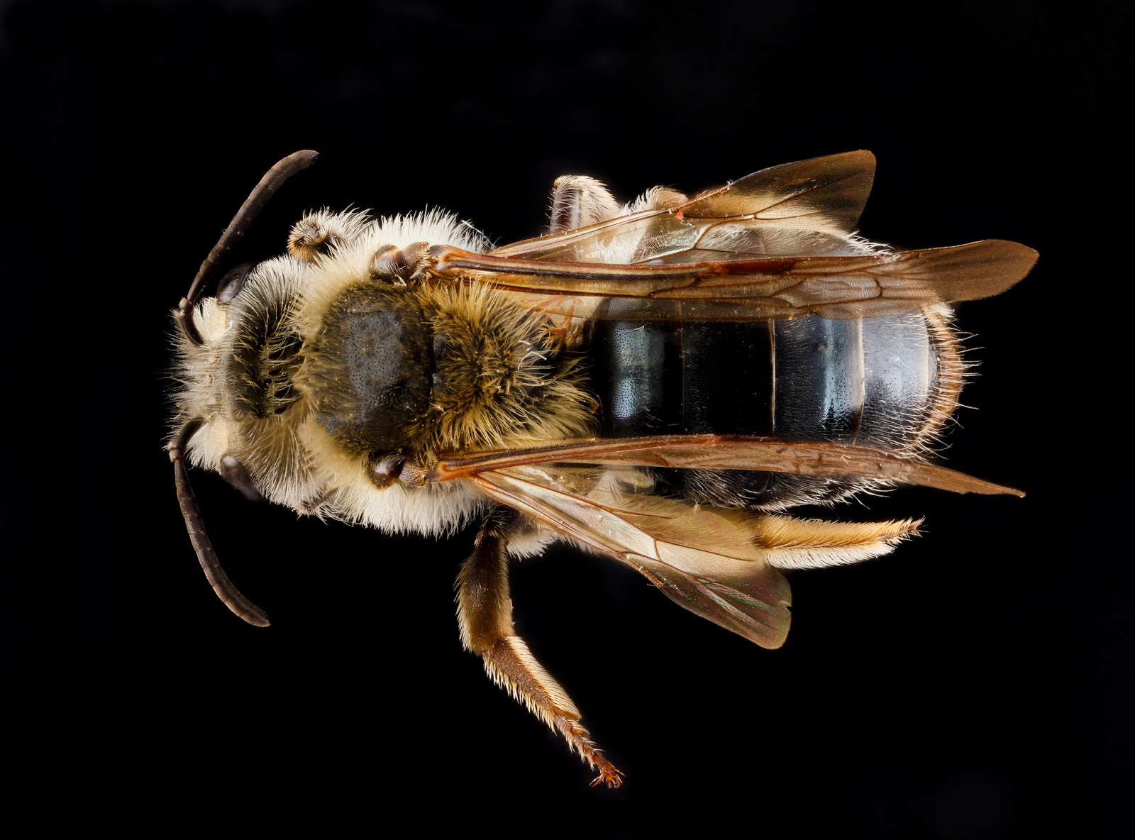 La abeja andrenidae: La Abeja Andrenidae