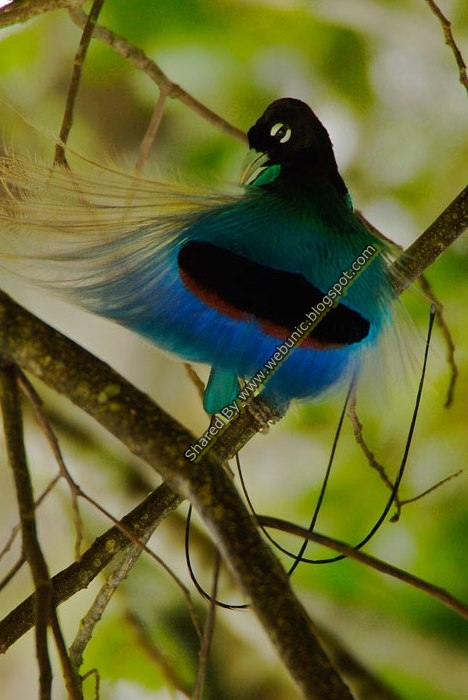 5 Burung Tercantik Indonesia | Ekologi Indonesia