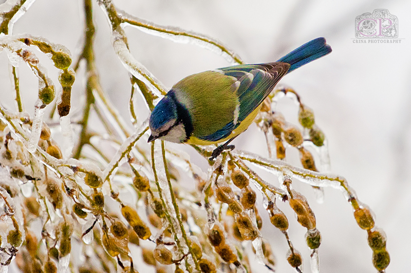 Pitigoiul albastru (Parus caeruleus)
