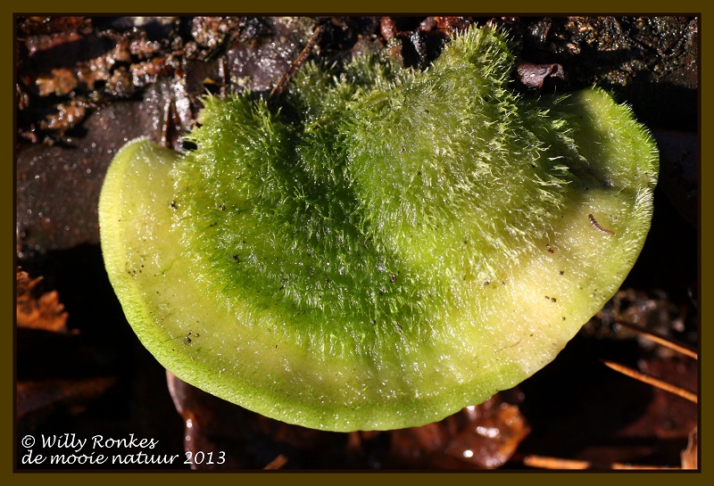De mooie natuur: Ruig elfenbankje (Trametes hirsuta)