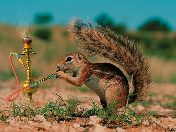 Really Funny Pictures | Funny Collection World