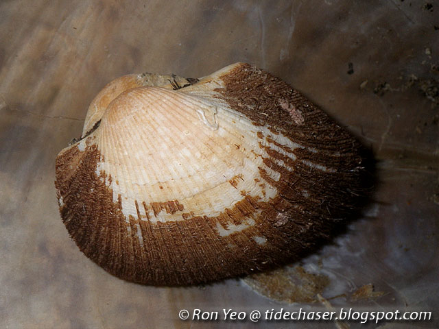 tHE tiDE cHAsER: Pteriomorph Bivalves (Phylum Mollusca: Subclass ...