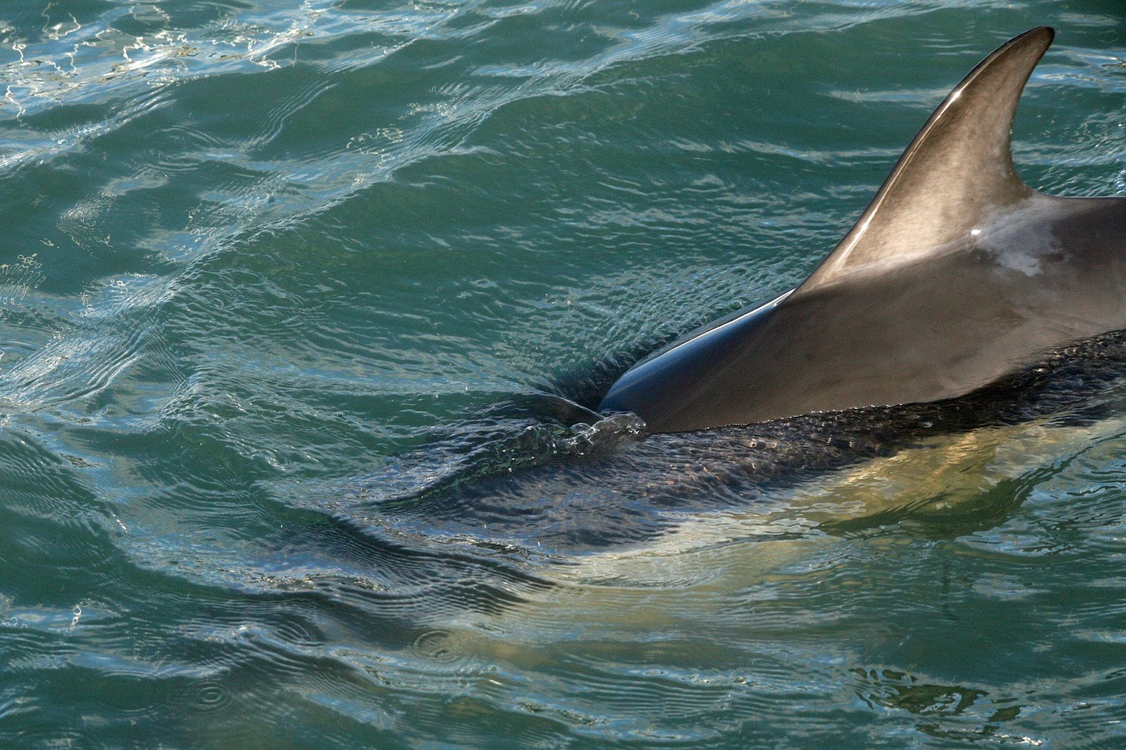 The Ginger Naturalist