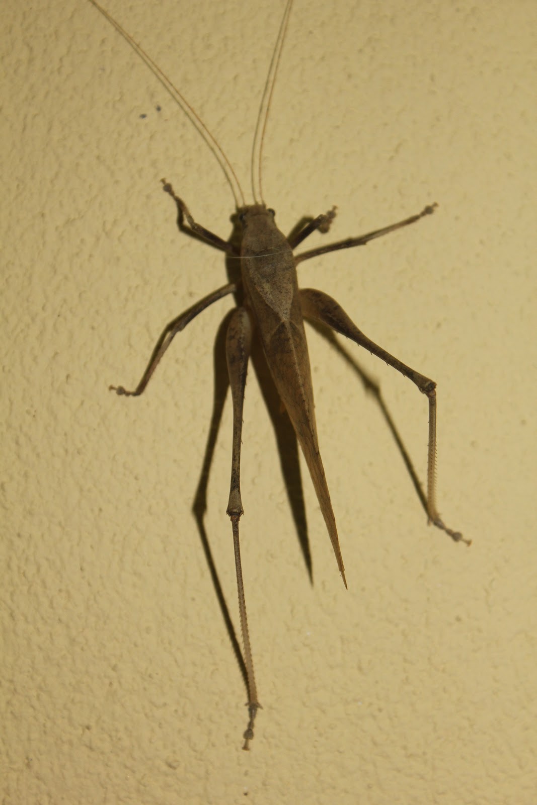 Thaimout - även i Spanien: Syrsornas sång