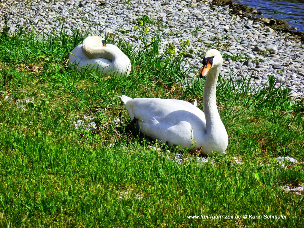 Augen auf... die Natur komponiert: Brutzeit der Schwäne