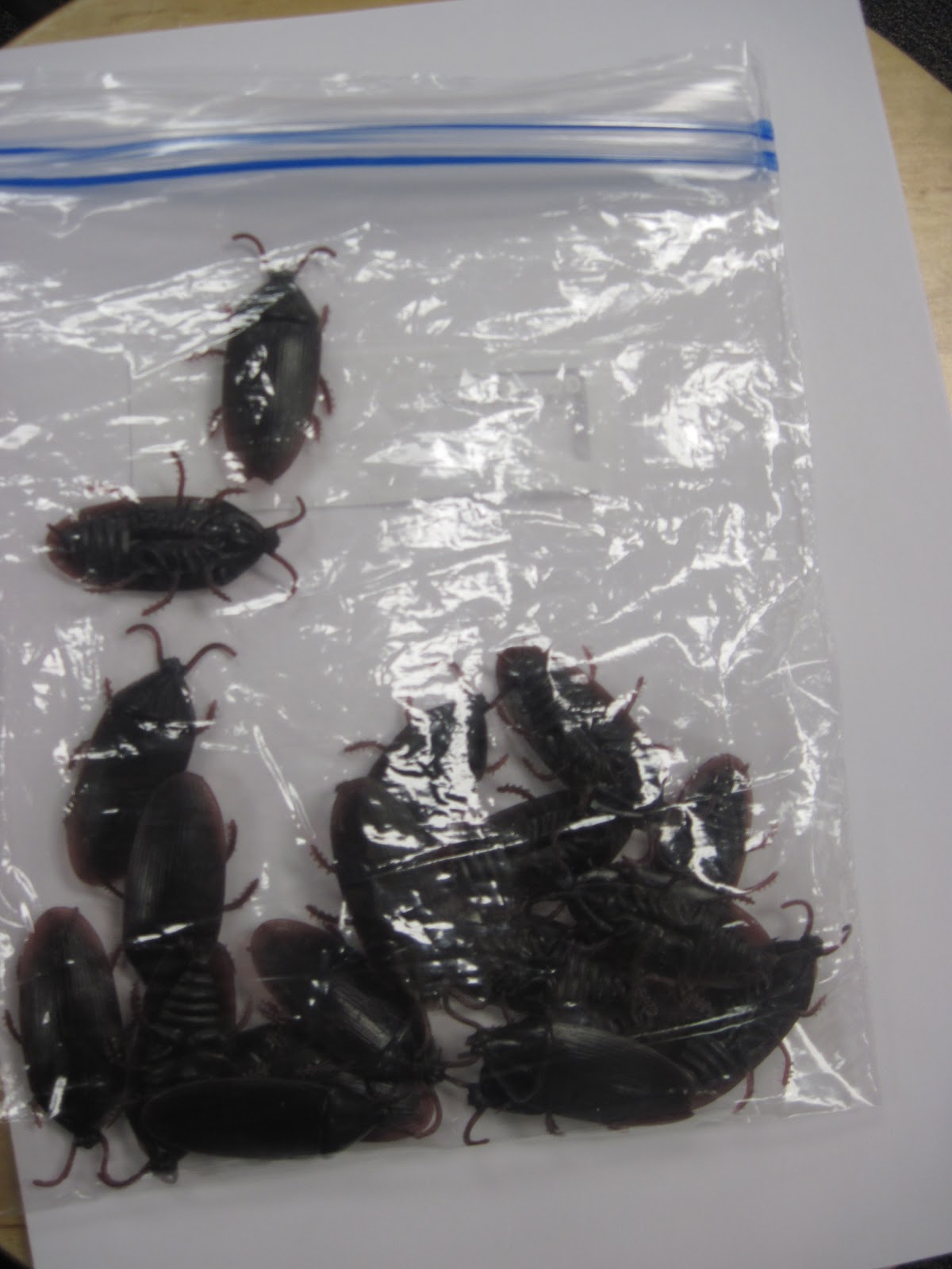 Welcome to Mrs. McVey's Funtabulous First Grade!