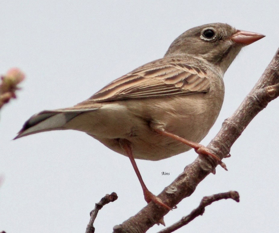 MOUNT ABU BIRDS MY PERSONAL COLLECTION: MOUNT ABU BIRDS MY PERSONAL ...