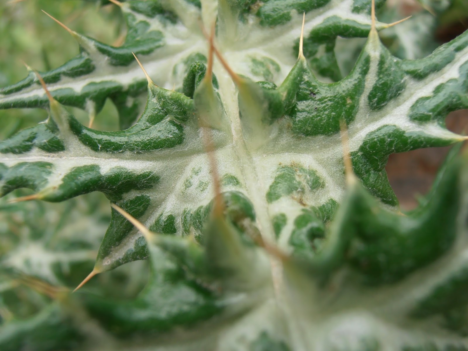 CARDO BLANCO: Galactites tomentosa | Plantas rioMoros