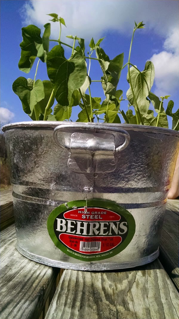 Bucket Outlet: Beans growing in a galvanized tub planter