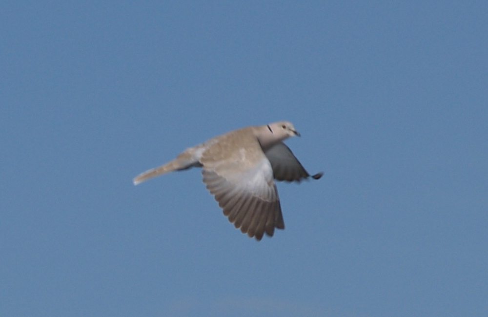 Birding Bros. Blog: Spanish Bird of the Week #5: Eurasian Collared Dove