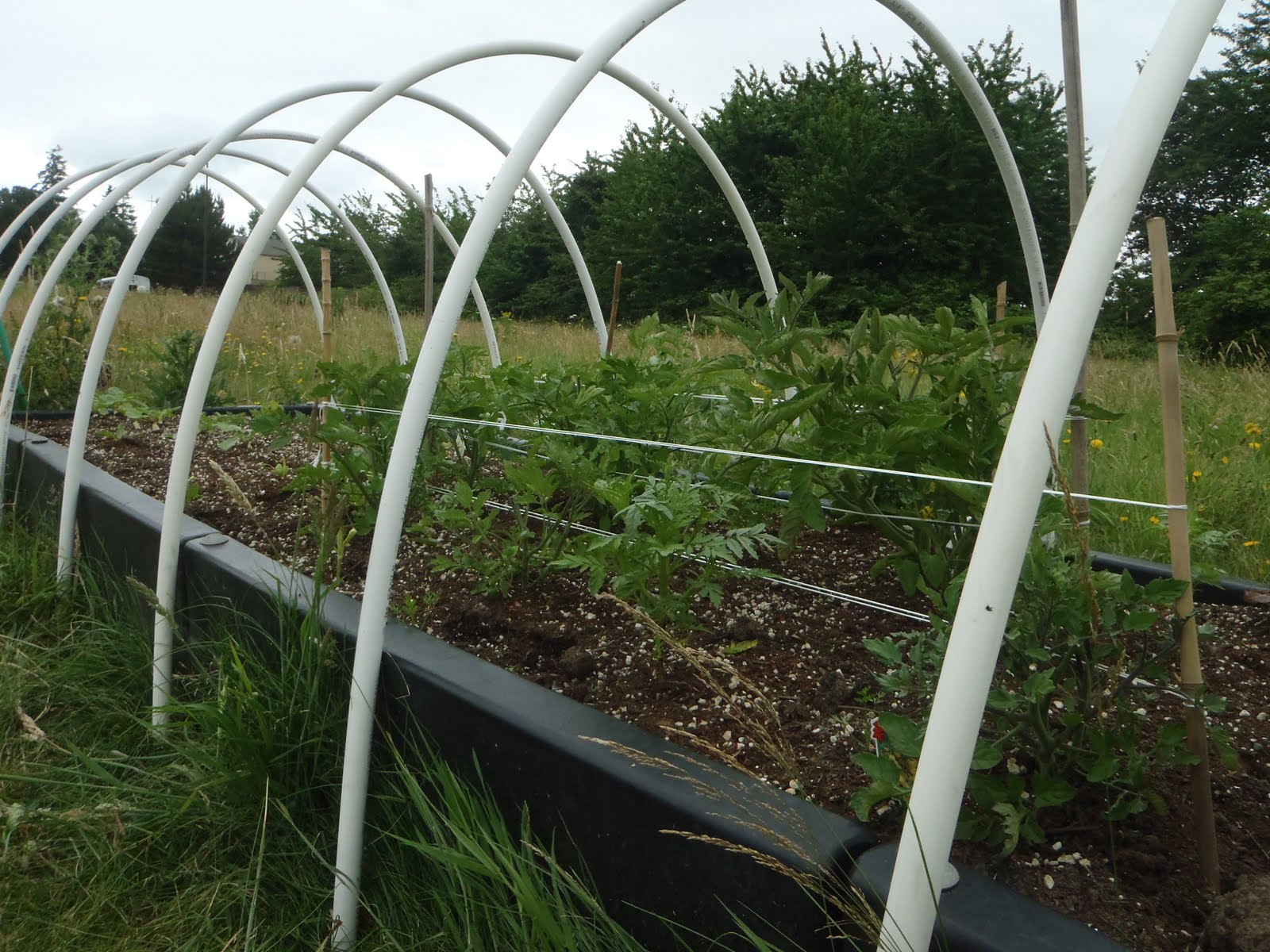 OCDC Garden Blog: Tomato trellising and building hoop structures