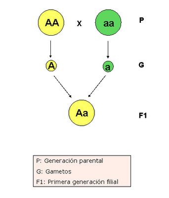 BIOLOGIA (2 TRIMESTRE): LAS LEYES DE LA HERENCIA.
