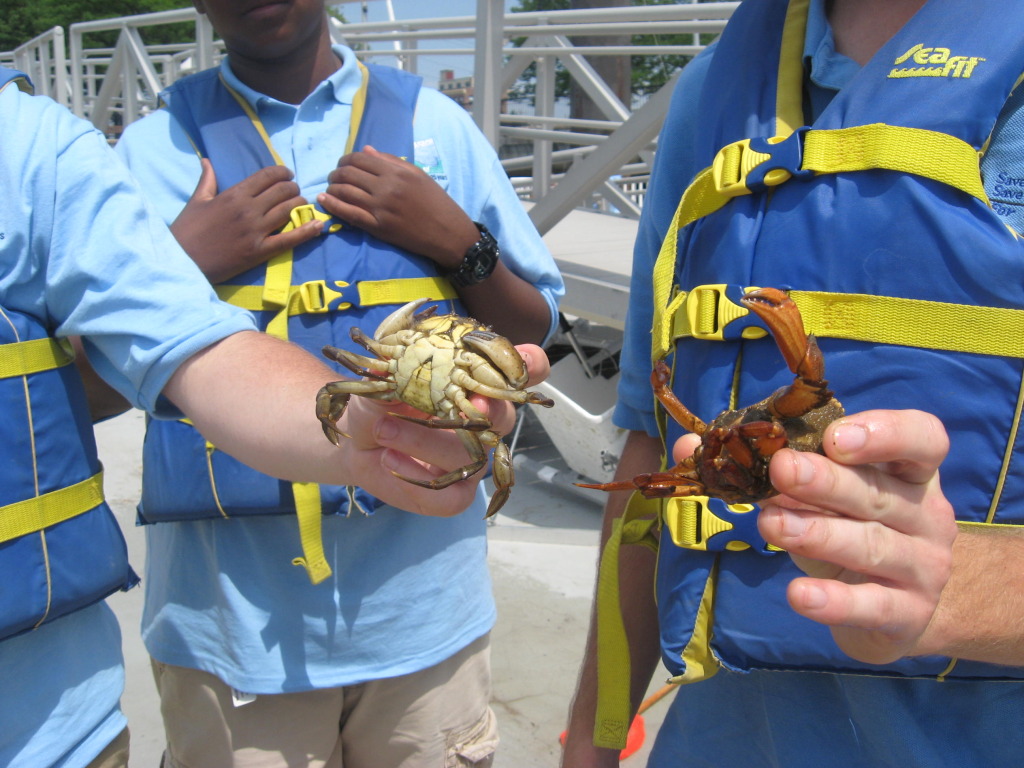 Sea, Sand and Sky: Crab Race!