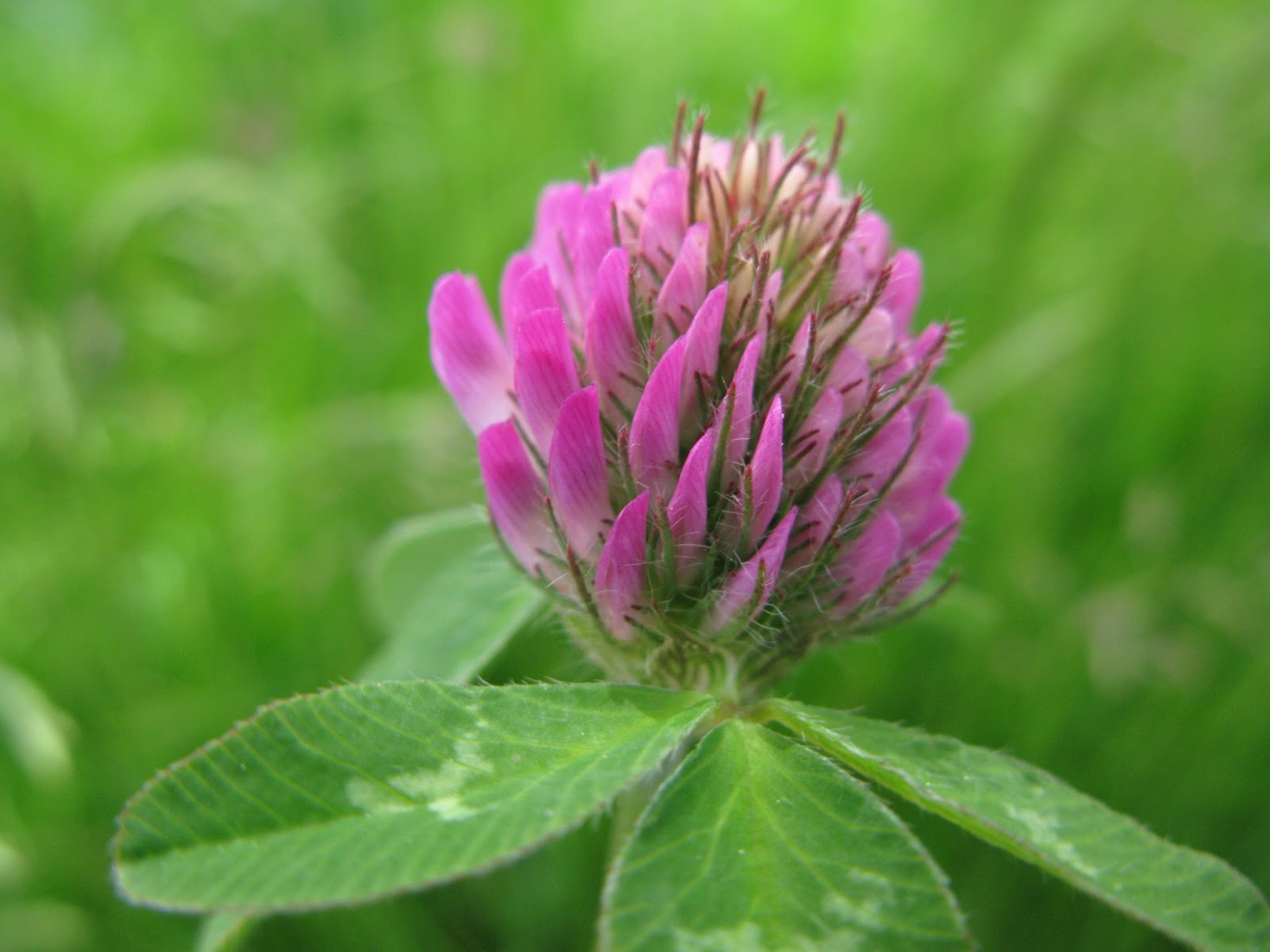 Flores y Palabras: Trébol de prado (III)