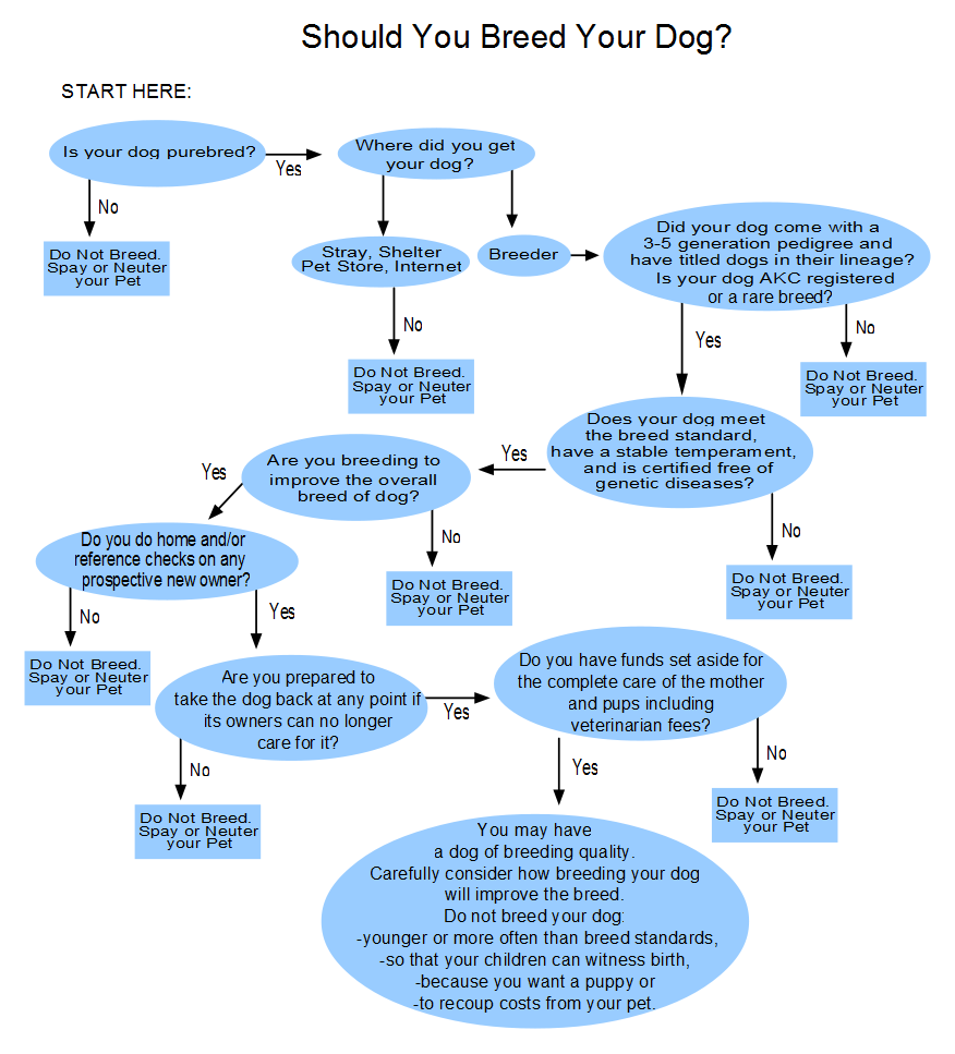 Should you breed your dog? A flow chart : r/DogCare