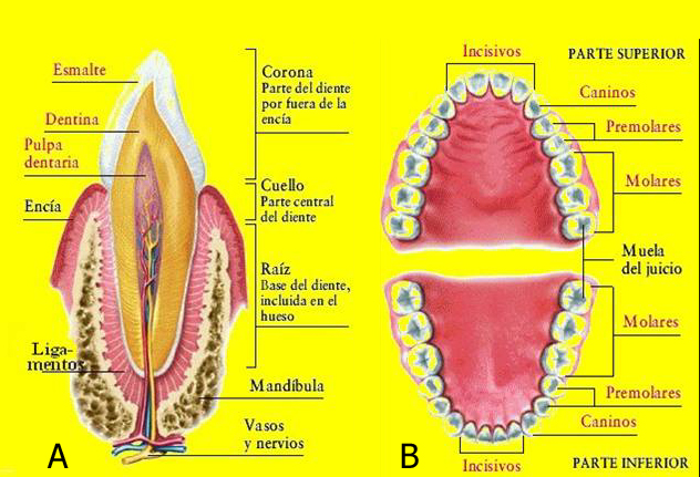 ODONTOLOGIA * HIGIENISTA DENTAL