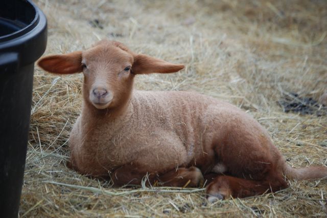 Little Hills Sheep Ranch: About The Tunis Sheep Breed