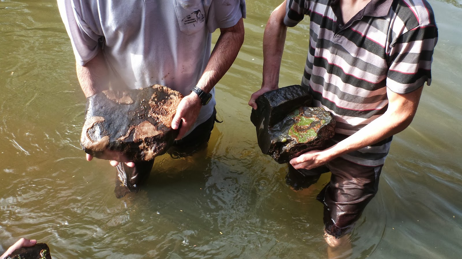 Distribuição de Esponjas Continentais no Baixo Curso do Rio da Bulha