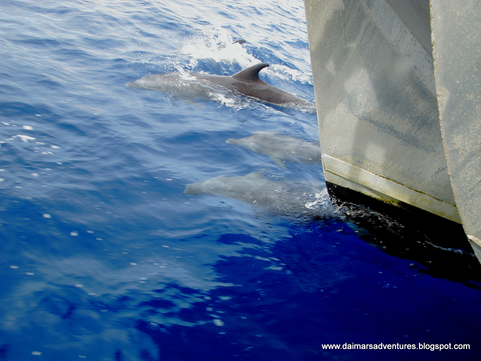 Daily Underwater Photo: Bowriding Dolphins