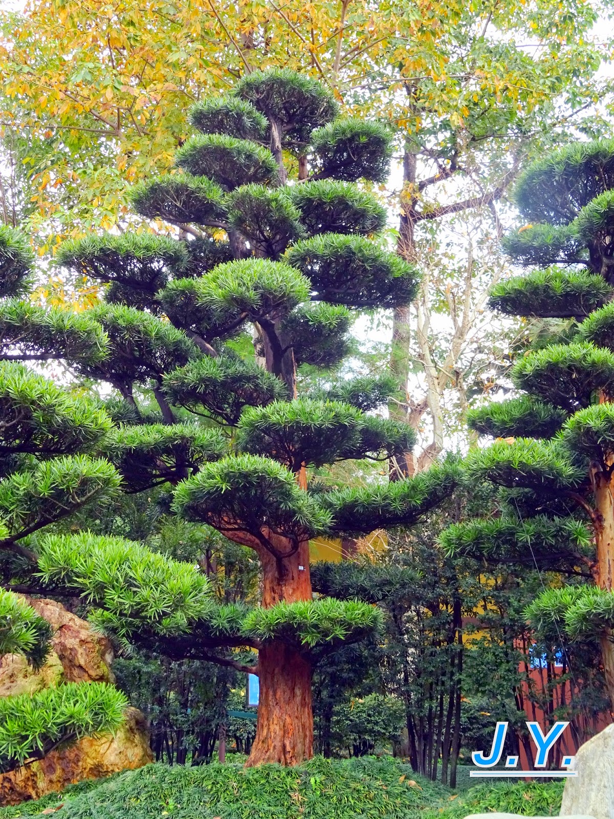 J. Y.: Buddhist Pine, Nan Lian Garden